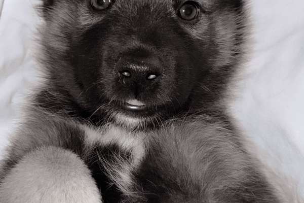 Gerberian Shepsky (Ashe)