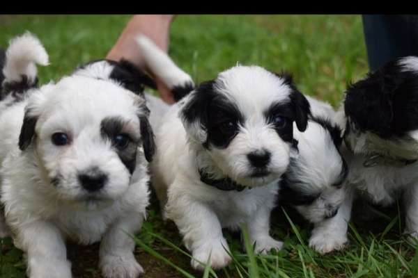 Hypoallergenic puppies looking for new homes!