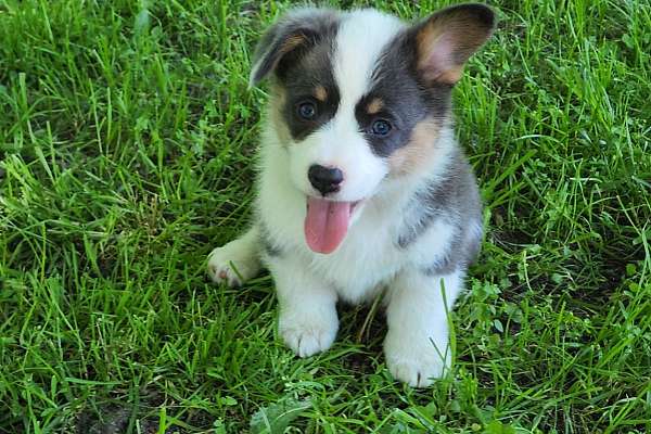 Corgi Puppies