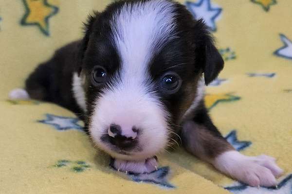 NEW - Mini Aussie TriColor - Male - "Cruise"