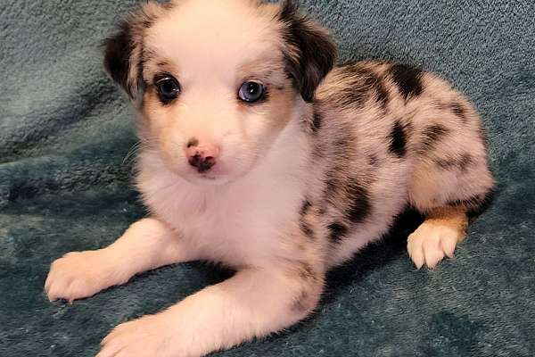 NEW - Mini Aussie Merle - Female - "Gambit"