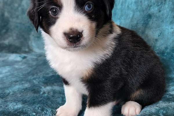 NEW - Mini Aussie TriColor - Male - "Linguine"