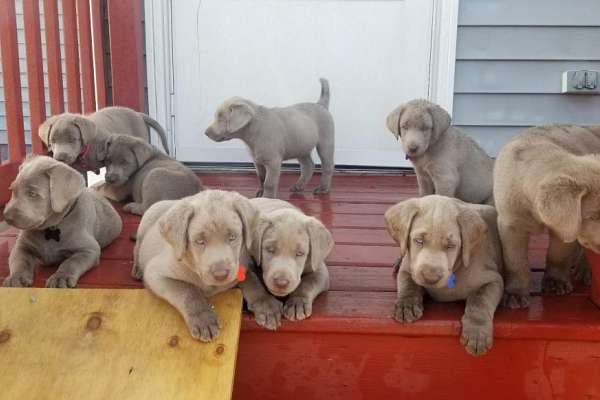 Silver lab puppies