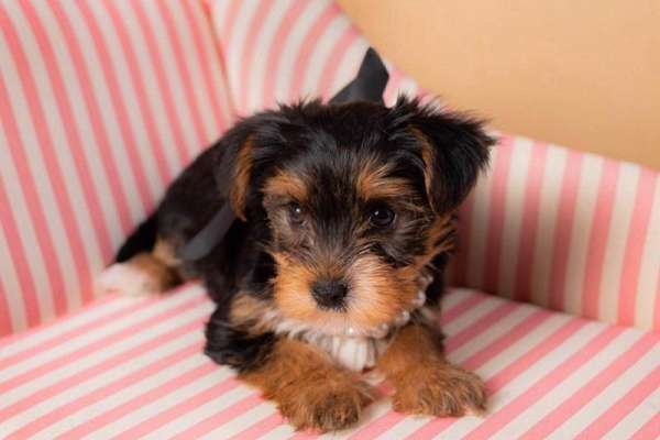 Yorkie Puppies Available!