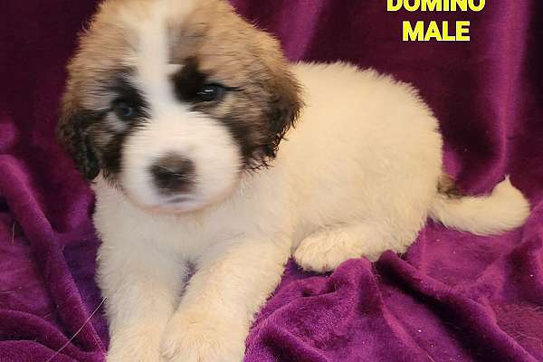 Saint Pyrenees puppies