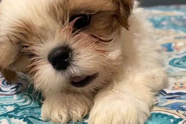 Shih Tzu puppies ready for new home