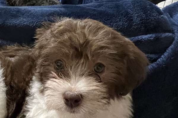 Purebred female Havanese