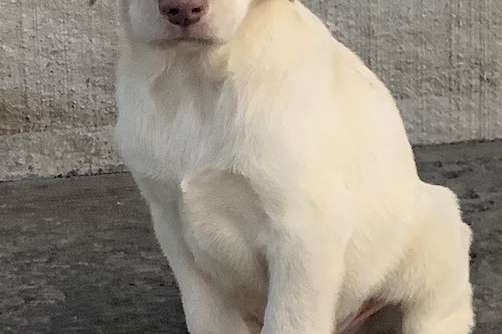 Champagne Lab Puppies