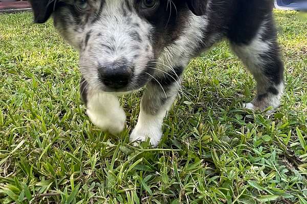 Purebred AKC Australian Shepherd Puppies