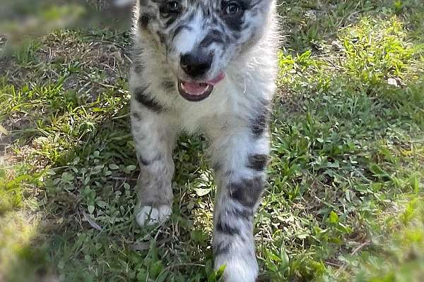 Purebred Australian Shepherd Blue Merle