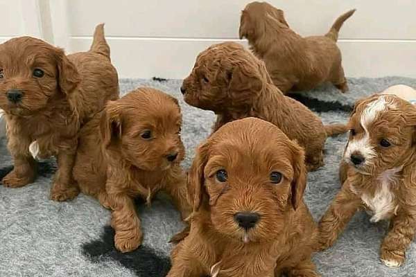 Cockapoo Puppies Ready to Leave Now