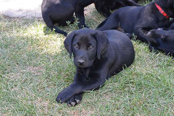AKC Registered Black Lab