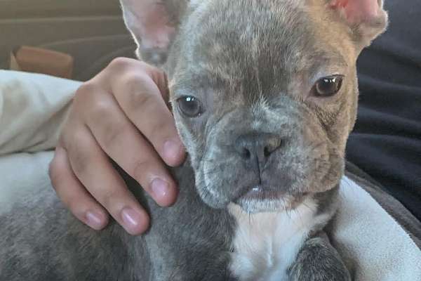 4 month old frenchie