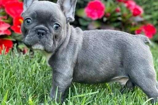 Beautiful frenchies. Ready now.