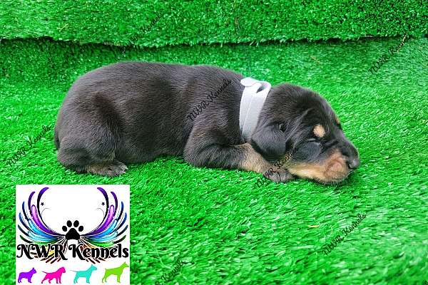 Black and rust male Doberman