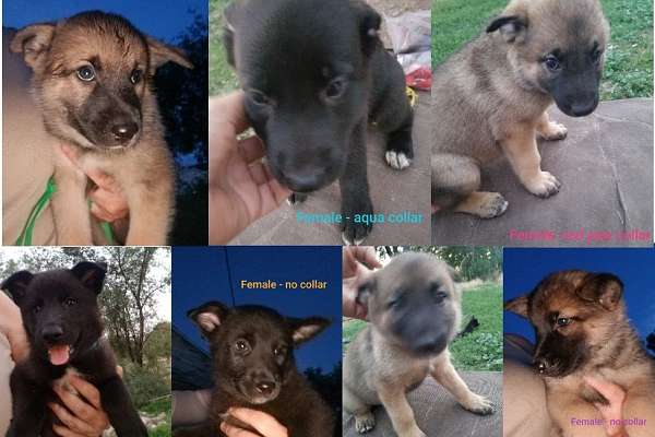 Rescued German Shepherd/ Norwegian Elkhound Puppies