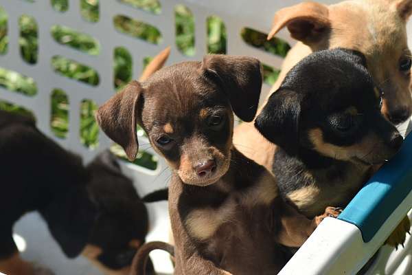 Chiweenie puppies