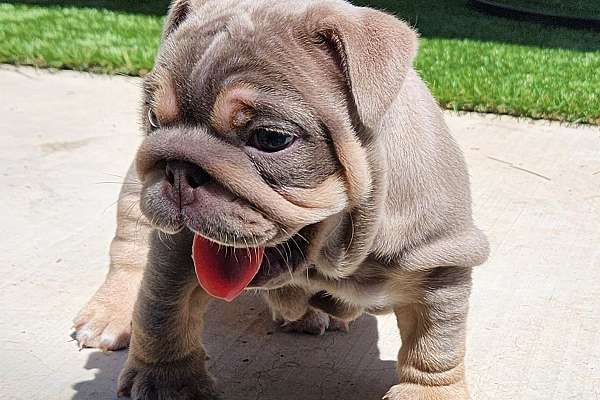 Mini Full Suit Lilac Tri English Bulldog