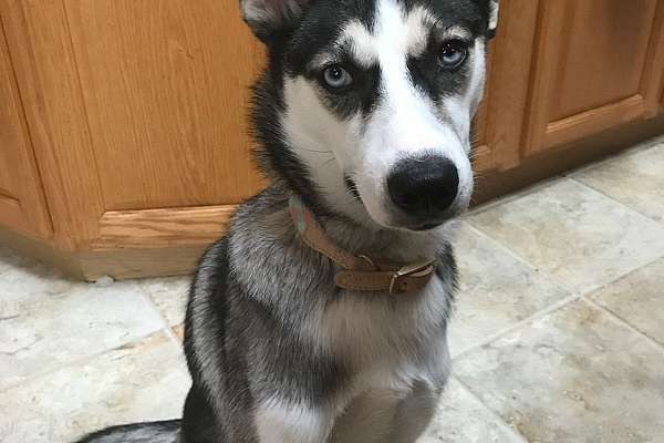 Free Dog Looking For a Good Home