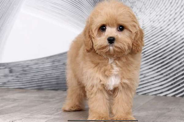 Millie Female Cavapoo