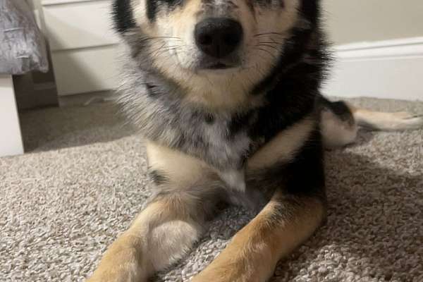 Katara - 1 year 3 months