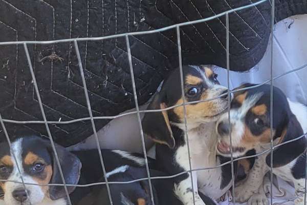 Beagle Pups