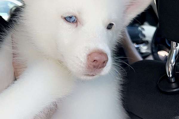 Siberian husky puppies