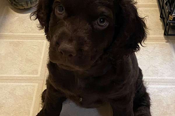 Male Boykin Spaniel puppy