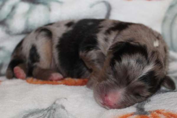 AKC blue merle female 1