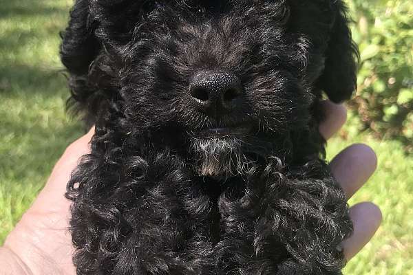 Male Toy Poodle