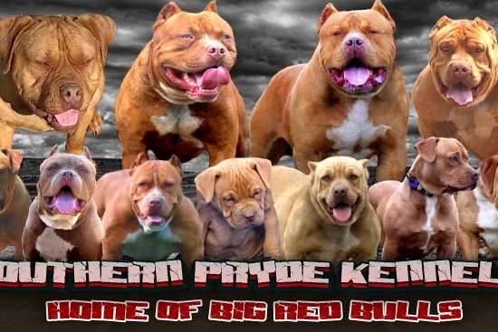 Monster Bullies at Reasonable Prices