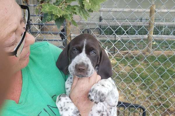 German Shorthaired Pointer Puppies - Natural Pointing Backing & Retreiving