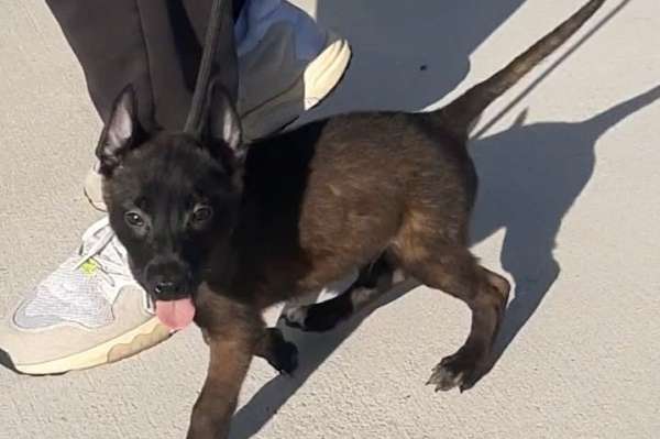 Belgian Malinois Pup