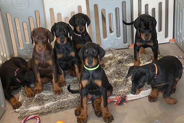 Doberman puppies available