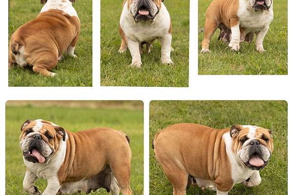 Female English bulldog