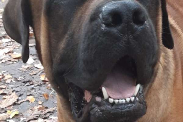 AKC Registered English Mastiff Puppies