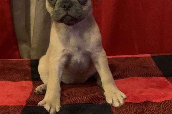 Beautiful girl Frenchie