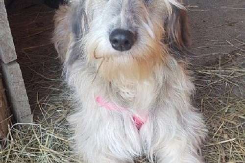 Super Sweet Sable F1 Aussiedoodle