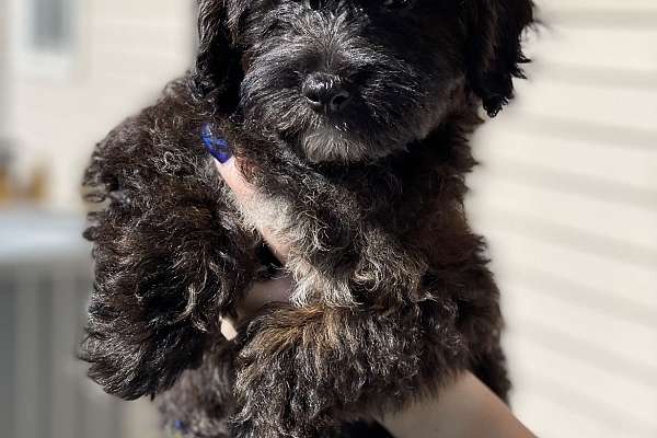 Professionally Trained F1B Yorkipoo