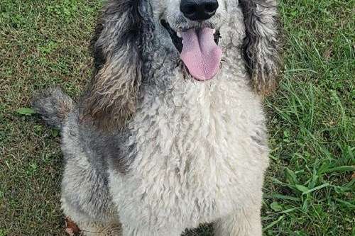 Beautiful Silver & White Parti Standard Poodle
