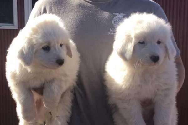 Great Pyrenees