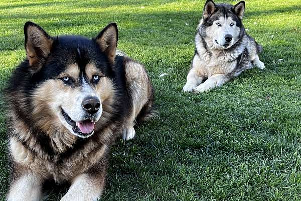 Alaskan Malamute Siberian Husky puppies