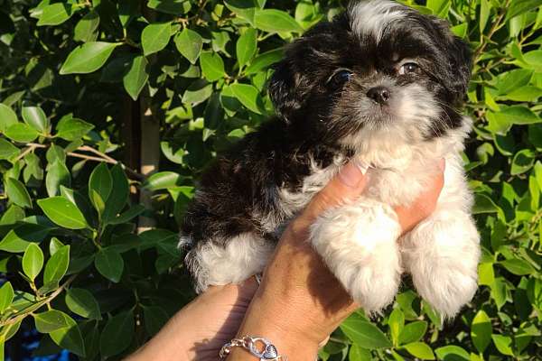 shih Tzu puppy