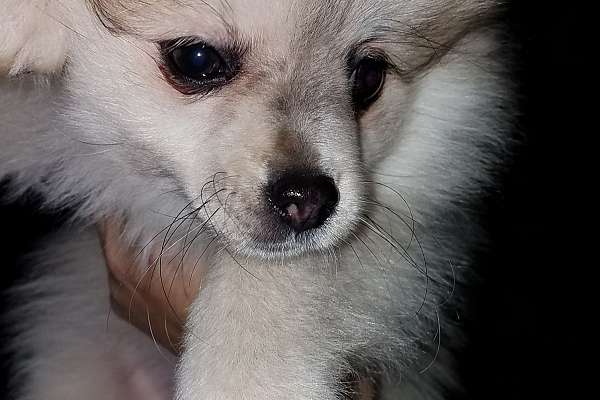 Pom puppy