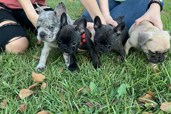 French Bulldog Puppies