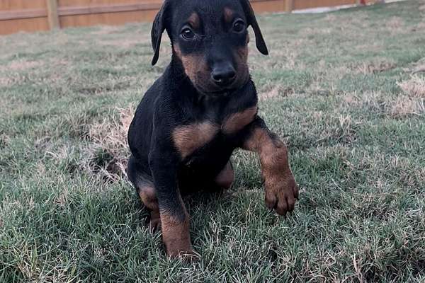 Doberman Pinscher Puppies