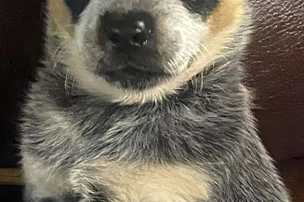 Full blooded blue heeler puppies