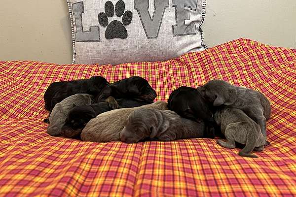 AKC Registered Doberman Pincers