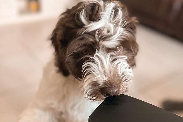 13 Week Old Parti Baby