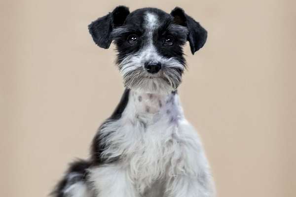 Chance teacup Schnauzer